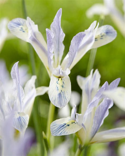 Iris George Bulbs — Buy Purple Irises Online At Farmer Gracy Uk
