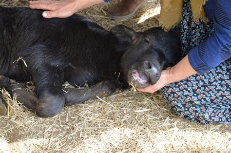Manda Yavruları çakallar Tarafından Telef Edilen Döndü Teyzeden Yardım
