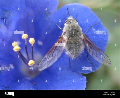 Bee Fly Bombyliidae On California Bluebell Phacelia Campanularia