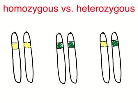 21 Genetics Ideas Genetics 7th Grade Science Teaching Science