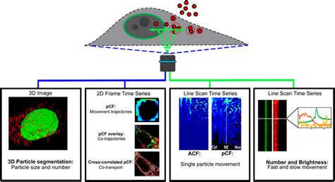 Overview Of Image Acquisition And Analyses Workflow The Laser Scanning Download Scientific