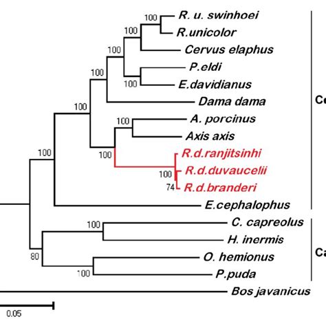 Maximum Likelihood ML Tree Showing The Phylogenetic Position Of Three Download Scientific