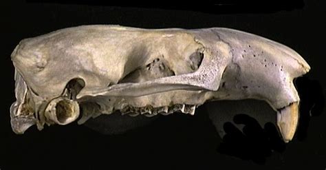 Adw Aplodontia Rufa Specimens