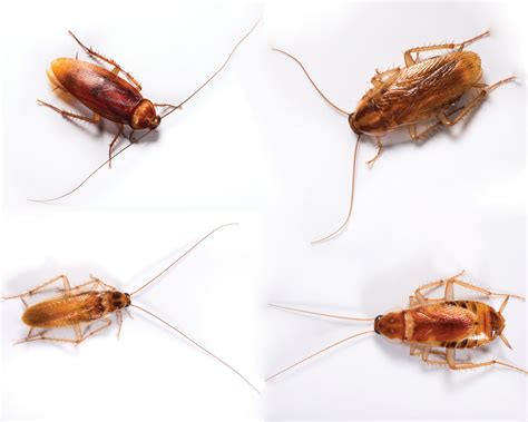 Cockroachcollage4 Expert Pest Management Exterminator In Western Pa