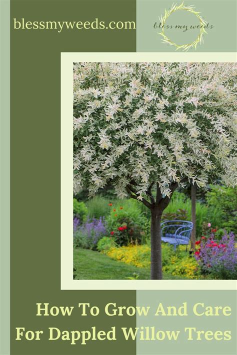 Dappled Willow Tree A Care Guide On How To Grow A Dappled Willow Tree In Home Landscapes In
