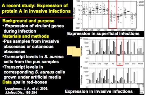 Staphylococcus Aureus Flashcards Quizlet
