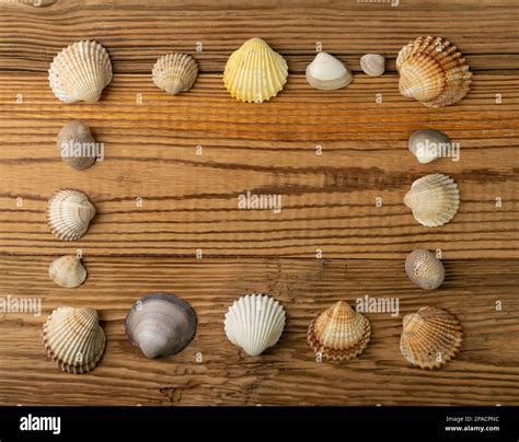 Sea Shell Frame Multicolored Seashells Border Clam Mollusc Shells Pattern With Copy Space