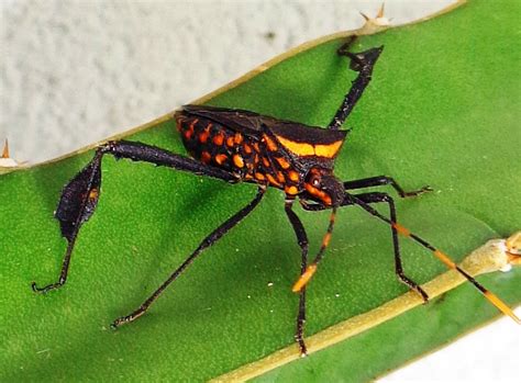 Leaf Footed Bug All You Need To Know In A Nutshell Whats That Bug