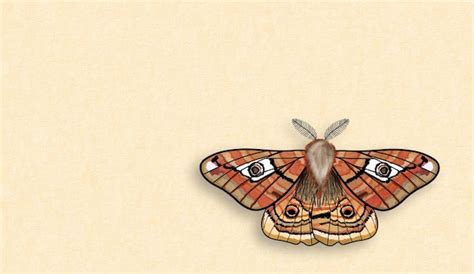 Premium Photo Hand Drawing Illustration Moth Textured Beige Background