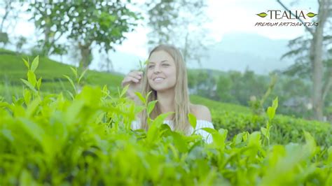Tealia - Premium Artisan Teas - YouTube