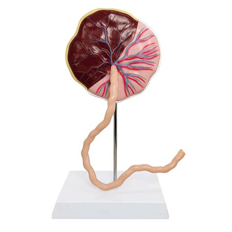 Placenta Umbilical Cord Anatomical Model Life Size Australia Ubuy
