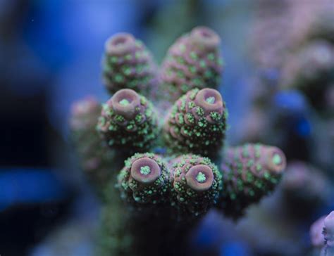 Love Millis Show Your Pics Reef2reef Saltwater And Reef Aquarium Forum