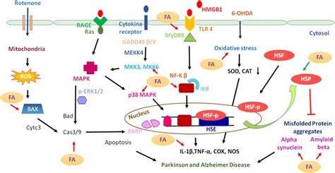 Insights Into The Multi Target Action Of Ferulic Acid In In Alzheimer Download Scientific