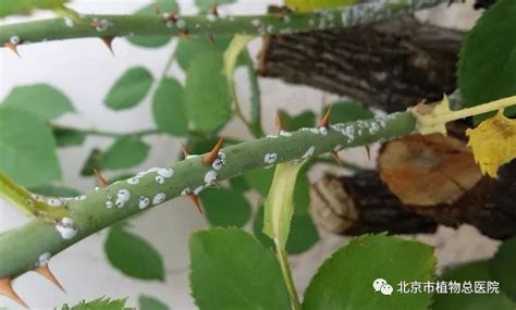 无花果蚧壳虫图片 栀子花蚧壳虫图片 康片蚧壳虫图片 大山谷图库