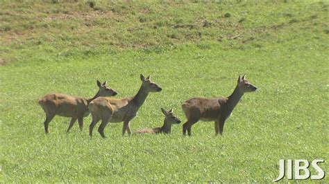제주 로드킬 3년간 2567건 다발구간만 6곳