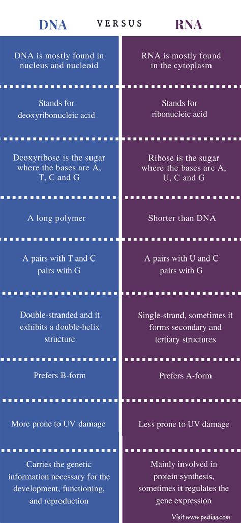 Difference Between Dna And Rna Comparison Summary