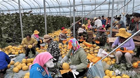 金塔蜜瓜喜丰收 果实“甜蜜”有力量农业种植东坝镇