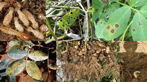 Groundnut Farming Kisanwala