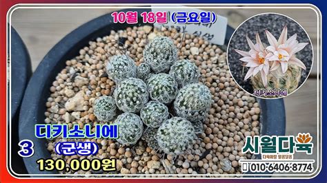 10월 18일금요일🎄선인장영상💕구독👍좋아요💕응원 부탁 드립니다😍💕 Youtube 10월 18일금요일🎄선인장영상💕구독👍좋아요💕응원 부탁 드립니다😍💕 Youtube