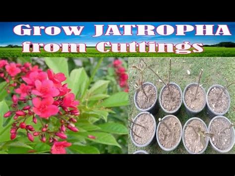 How To Grow Jatropha Plant From Cutting Jatropha Plant Pr Youtube
