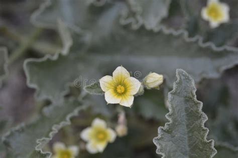 Squirting Cucumber Stock Image Image Of Squirting Summer
