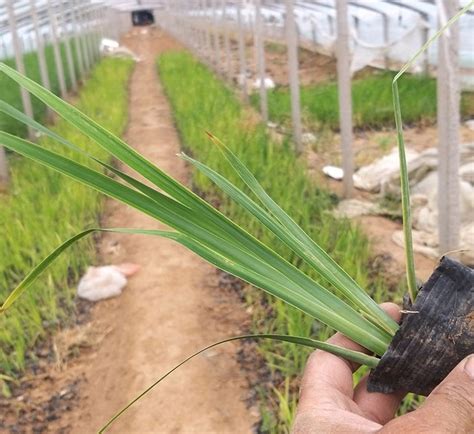 菖蒲和黄菖蒲有什么区别 花海建设 长景园林网