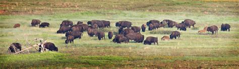 Free Images Field Meadow Prairie Herd Pasture Grazing Plain
