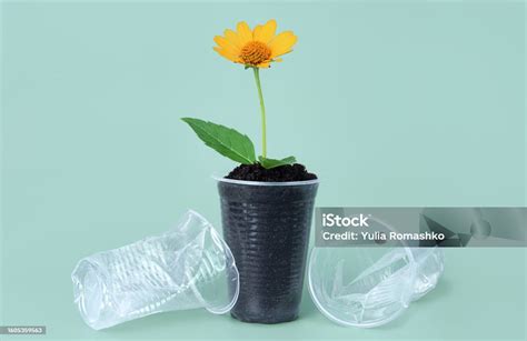 녹색 배경에 흙으로 채워진 플라스틱 컵에 담긴 꽃 환경 오염의 개념 토지 오염 0명에 대한 스톡 사진 및 기타 이미지 0명