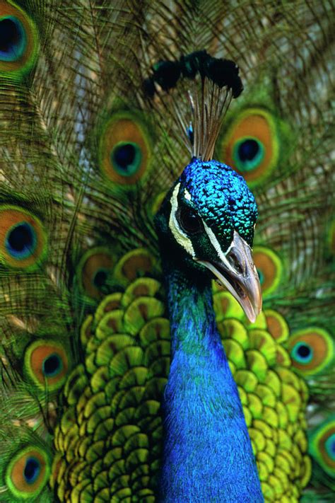 Peacock Portrait Lake Naivasha Kenya Photograph By Panoramic Images