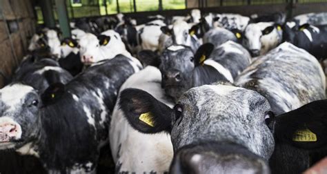 Lumpy Skin Disease Essential Information For British Farmers Nfuonline