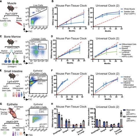 Dissecting The Impact Of Differentiation Stage Replicative History