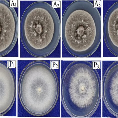 Phytophthora Sp Radial Growth After Treatment With P Pinnata 30ec