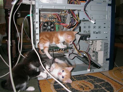 Cats In A CPU R Aww