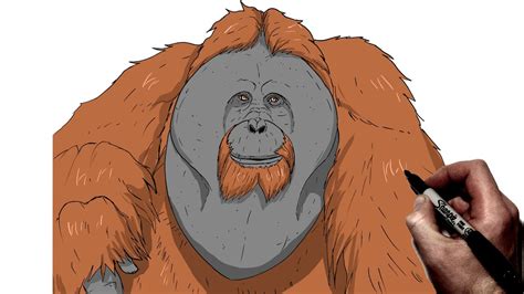 How To Draw An Orangutan Step By Step Youtube