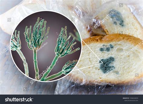 Penicillium Mold On Bread