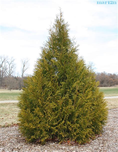 Most Deer Resistant Arborvitae Thuja Northern Spire Arborvitae