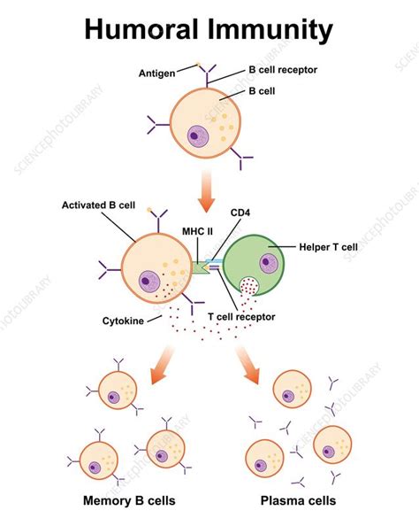 Humoral Response Diagram