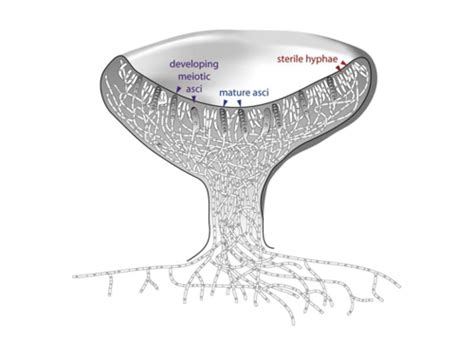 Biology 109 Lab Final Fungi Flashcards Quizlet