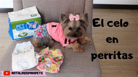 Como Hacer Una Perra En Celo