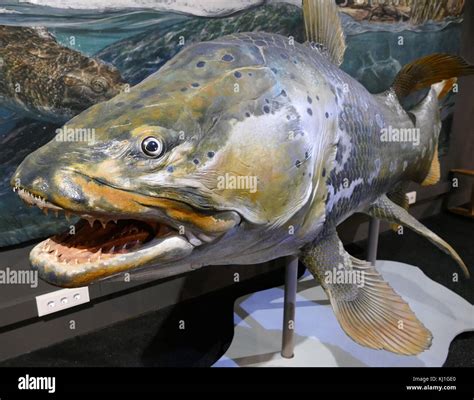 Prehistoric Fish Coelacanth