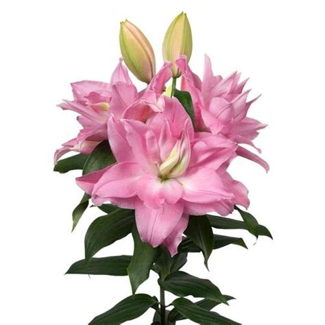 Lilium Oriental Lily Double Flowering Roselily™ Editha From Growing Colors