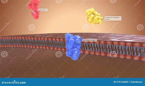 The Angiotensin Ii Receptor Blockers Stock Illustration Illustration Of Membrane Antigen