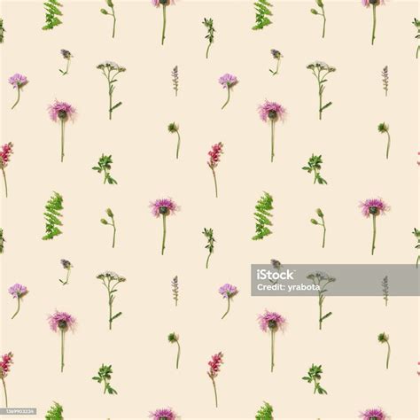 다른 초원 허브와 필드 꽃 식물에서 식물 원활한 패턴 상단 보기와 평평한 평신도 꽃 0명에 대한 스톡 사진 및 기타 이미지 0명 개념 개체 그룹 Istock