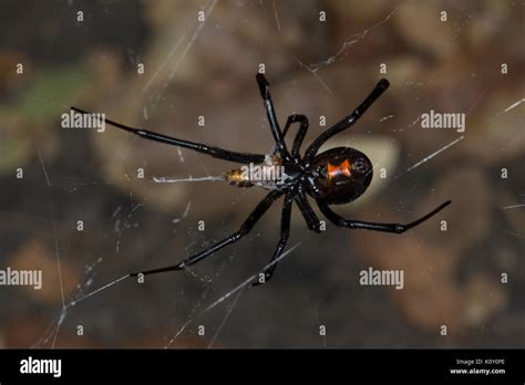 Underside Of A Female Black Widow Spider Latrodectus Mactans While