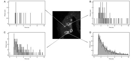 Example Of Typical Tcspc Flim Data Total Fluorescence Intensity Is