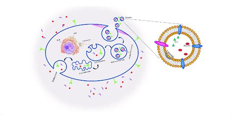 Biogenesis And Identification Markers Of Exosomes Download