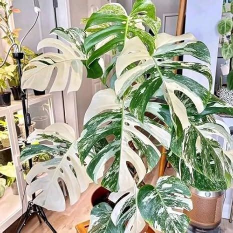 70pcs Variegated Monstera Seeds Green And White Tropical
