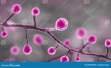 Blastomyces Dermatitidis Fungi Stock Illustration