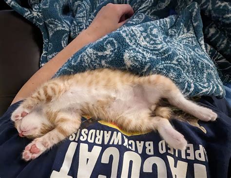 Kittens In All Their Glory