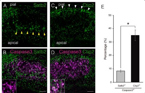 Predominant Apoptotic Elimination Of Ctip2 Deep Layer Neurons Affects